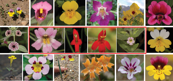 Monkeyflowers as a Model System | Yuan Laboratory: Genetics ...