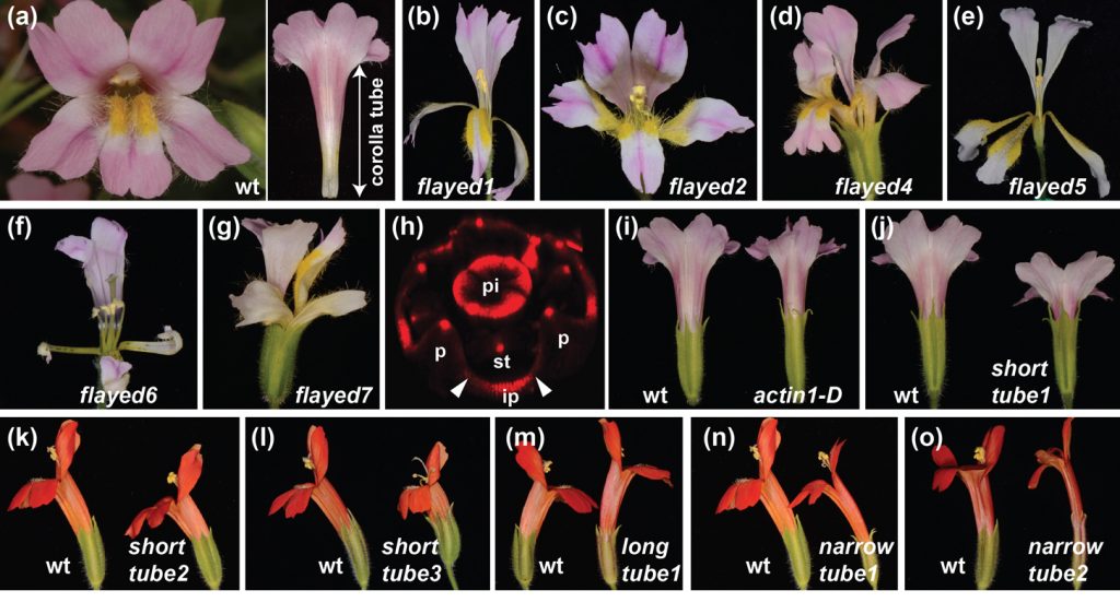 Corolla Tube Formation and Elaboration | Yuan Laboratory: Genetics ...